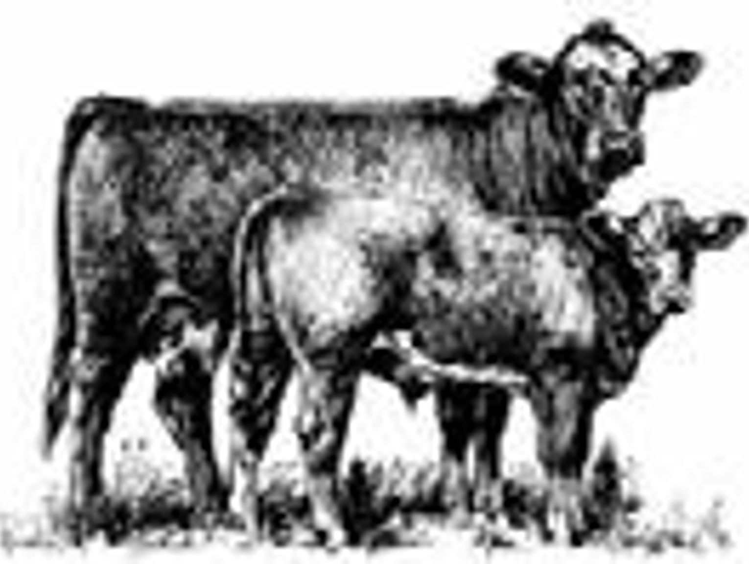 Graham Livestock Market Report